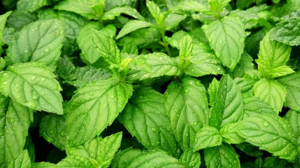 8 Gut Healing Foods That You Should Be Eating – My Vita Net